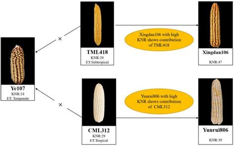 Artificial Selection Corn
