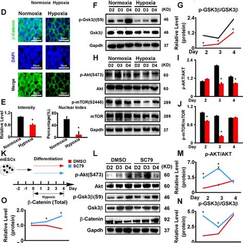 Hypoxia Inhibited The Wntβ Catenin Pathway Via The Aktgsk3β Axis A