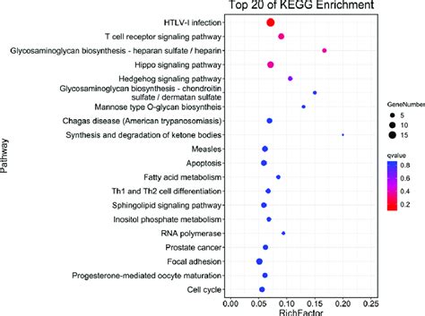 Kegg Pathway Enrichment Analysis Of De Mrnas X Axis Represents Rich