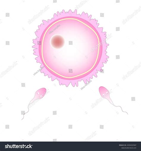 Sperm Egg Cell Fertilization Vector Stock Vector Royalty Free 2193222587 Shutterstock