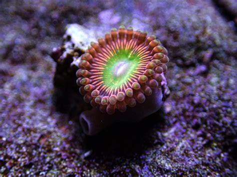 Fastest And Slowest Growing Zoas Page 2 Reef2reef