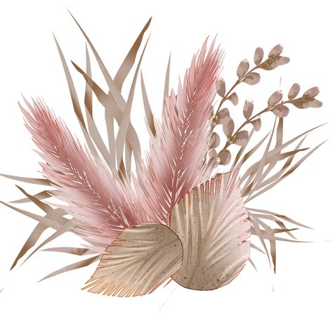 Pampas Grass Png Images Png All