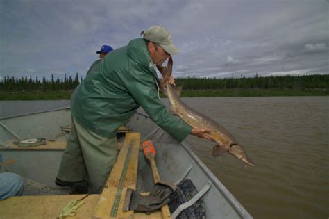 Gallery Kischi Sipi Namao Nelson River Sturgeon Committee