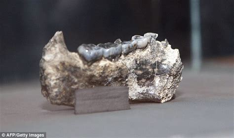 Jawbone Of First Man Goes On Display 2 8 Million Year Old Human