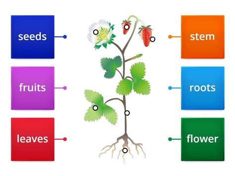 Parts Of Plants Labelled Diagram