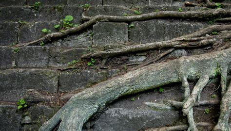 Can You Cut Exposed Tree Roots GreenLeaf Tree Care Blog