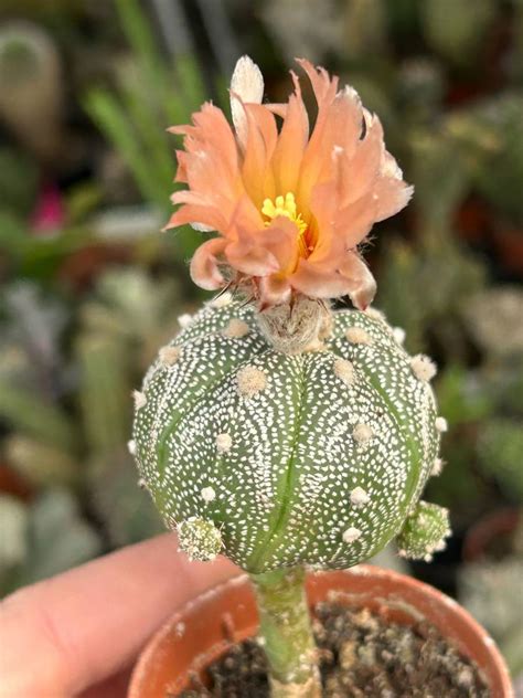 Astrophytum Asterias Orange Flowers Cactuses Astrophytum Kaktusy