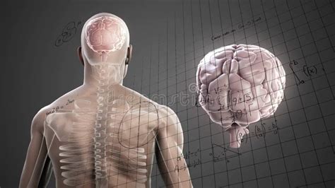 Animation Of Human Anatomy With Brain And Spine Mathematical Equations Overlay Stock Footage