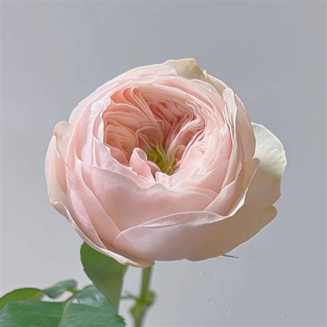 Sweet Diamond Rose Plant 甜蜜钻石 Roseexplosion