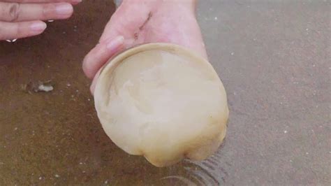 小章赶海沙滩上遍地爬沙的猫眼螺，挖到一个野生带子没想到这么大！【赶海小章】 Youtube