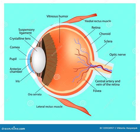 The Structure Of The Human Eye Cartoon Vector 55017543