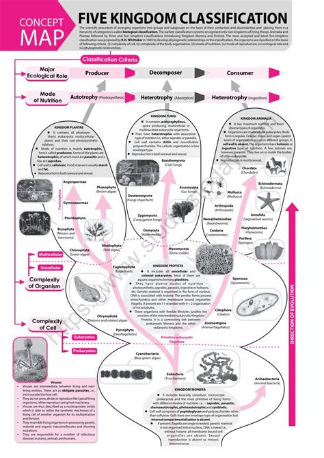 Plant Classification Concept Map