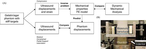 Figure 2 From Predicting Target Displacements Using Ultrasound Elastography And Finite Element