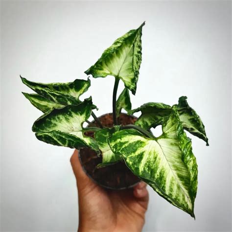 Syngonium Godzilla: The Unconventional Indoor Beauty