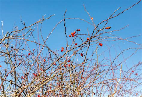 가지 겨울 겨울 장면 계절 계절의 변화 과일 낙엽 낮 동식물 들판 레드베리 로즈힙 마른 나뭇 가지 맑은 하늘 미니멀리스트 자연 배경 베리 식물