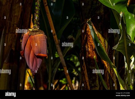 Dwarf Cavendish Bananas From The Canary Islands Banana Leaves Banana