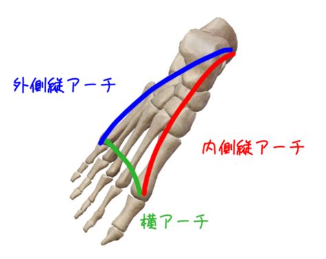 足関節・足部の機能解剖2｜足部のアーチとは｜imok Academy