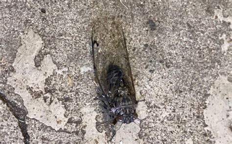 Jacque Tucker The Soundtrack Of Summer