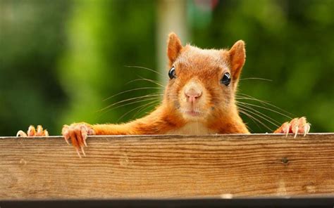 Squirrel Wallpapers Images Photos Pictures Backgrounds