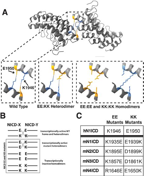 Figure 1 From Notch Intracellular Domains Form Transcriptionally Active
