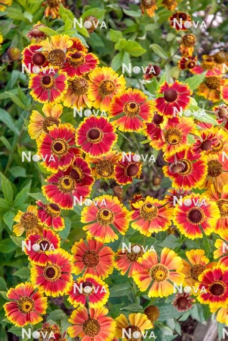 Helenium Biedermeier