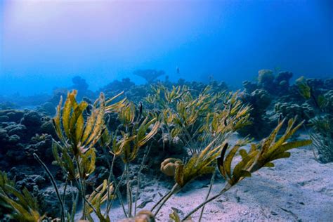 รูปภาพalgea เลือกดูภาพถ่ายสต็อก เวกเตอร์ และวิดีโอ1223 Adobe Stock