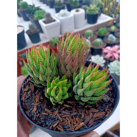 Jual Kaktus Dan Sukulenhaworthia Cluster Shopee Indonesia