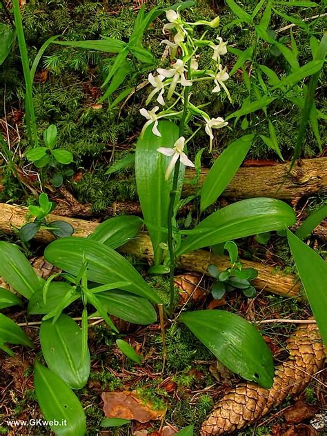 Platanthera Bifolia A Photo On Flickriver