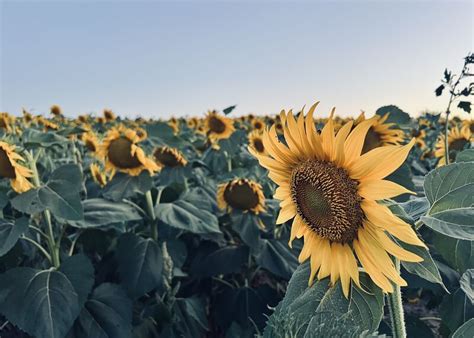 Diana Draganova On Linkedin Sustainability Sustainabledevelopment Personaldevelopment Growth