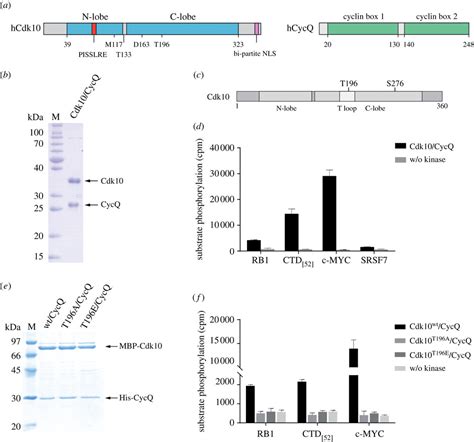 Functional Characterization Of The Human Cdk10cyclin Q Complex Open Biology