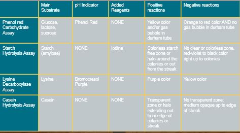 Micro Lab Quiz 2 Flashcards Quizlet