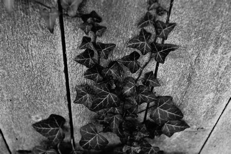 Vines By Amyk · 365 Project