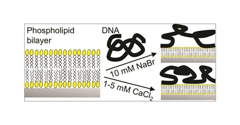 Dna Binding To Zwitterionic Model Membranes Langmuir