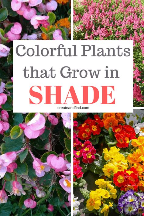 The 10 Best Plants That Grow In Shade