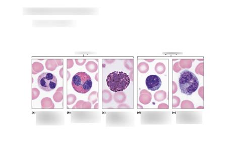 White Blood Cells Luekocytes Diagram Quizlet