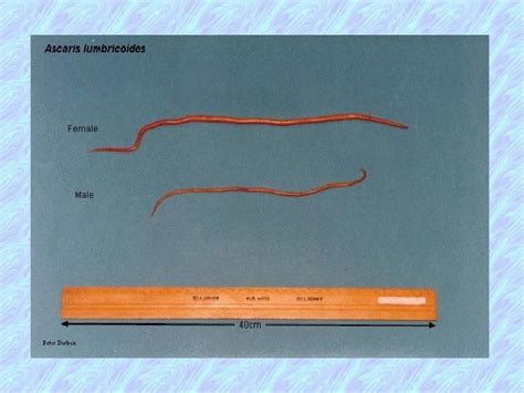 Body Symmetry Coelomate Symmetrical Acoelomate No Mesoderm Pseudocoelomate