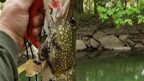 33 Inch Pb Creek Pike Frog Largemouth Chatterbait Smallie Michigan