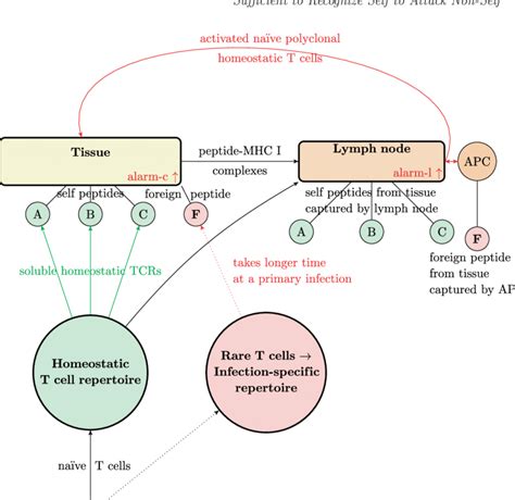Immune Response Flow Chart