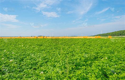 夏天地里生长的土豆