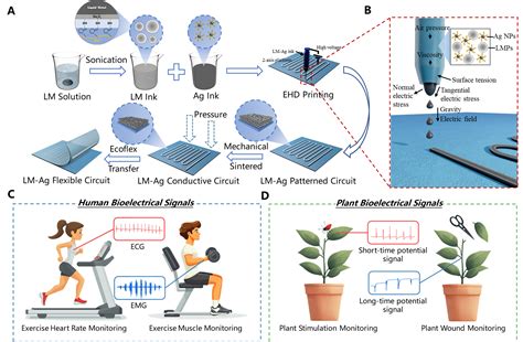 High Precision Electrohydrodynamic Printing Of Egain Agnps Biphasic
