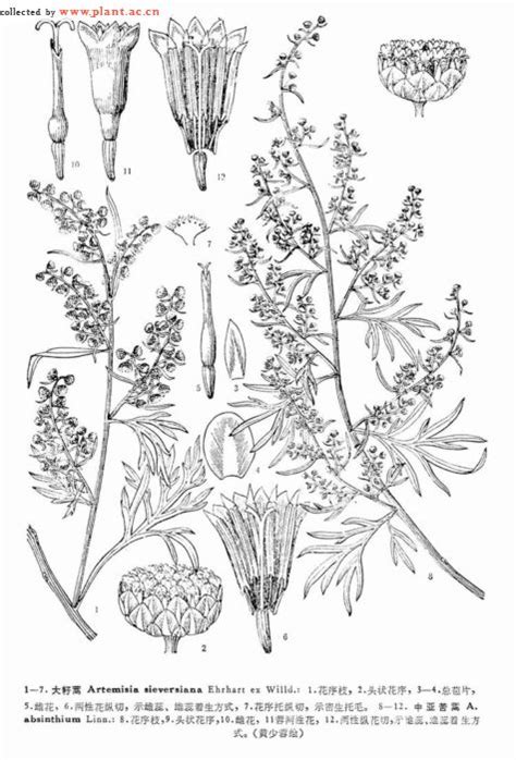 茼蒿怎么画简笔画 油菜怎么画简笔画 白菜怎么画简笔画 大山谷图库