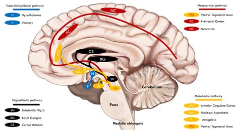Simplified Depiction Of The Four Dopaminergic Pathways In The Central