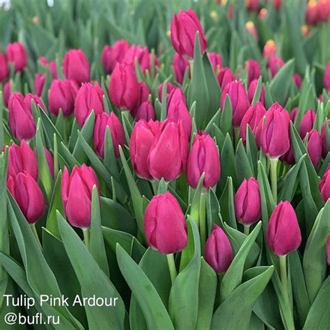 Tulip Pink Ardour авторское фото BUFL RU Тюльпаны Весна