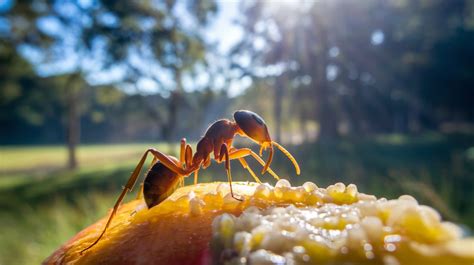 Discover Bullet Ant Lifecycle Diet Facts Threats And More Bugbrief