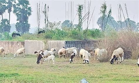 Public Funds Misused Under Ysr Jagananna Colonies