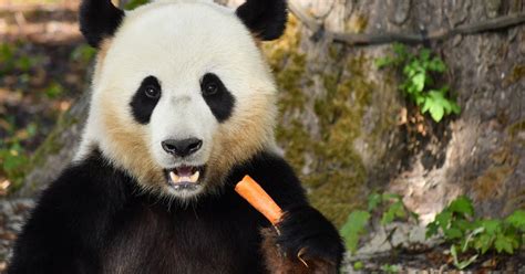 So Thats Why Pandas Are So Bad At Sex And Reproduction Huffpost Uk Life