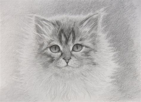 150 рисунков котов и кошек карандашом