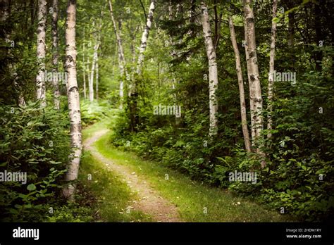 Forest Path Birch Forest Forests Wood Woodland Woods Paths