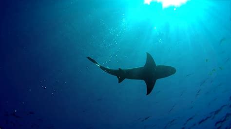 Sharks Swimming Overhead YouTube