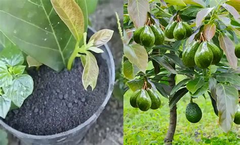 Cómo Cultivar Árboles de Aguacate a Partir de Hojas Una Guía Detallada